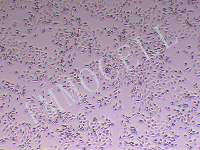 NCM-460(人正常肠上皮细胞)-逸漠细胞库