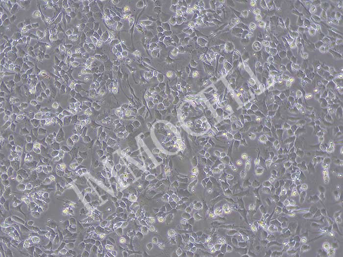 小鼠软骨细胞-逸漠细胞库