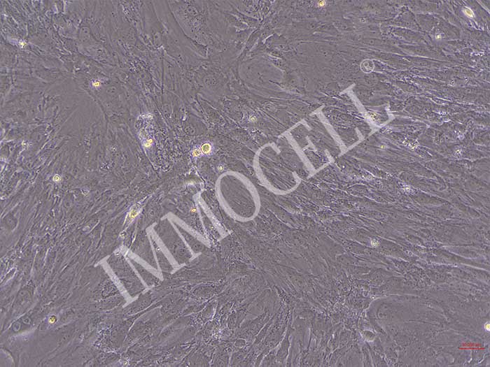 小鼠雪旺细胞-逸漠细胞库