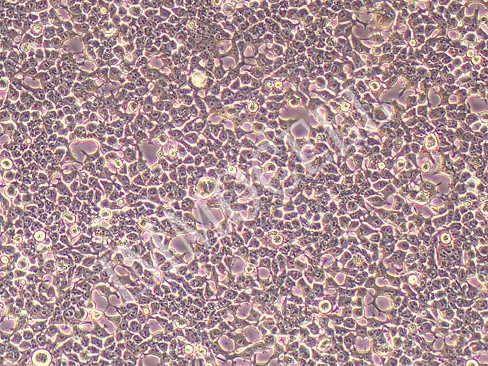 Plat-E逆转录病毒包装细胞系-逸漠细胞库