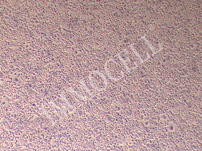 Plat-E逆转录病毒包装细胞系-逸漠细胞库