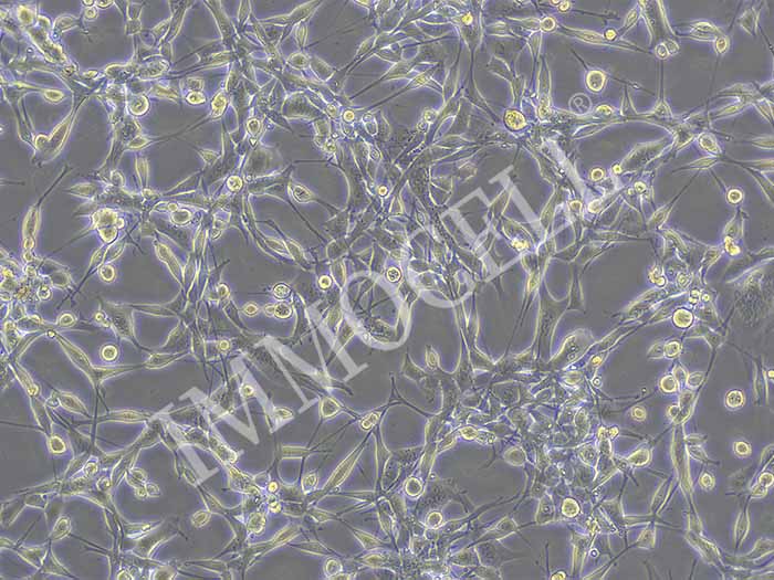MC38-OVA（小鼠结肠癌细胞-OVA转染）-逸漠细胞库