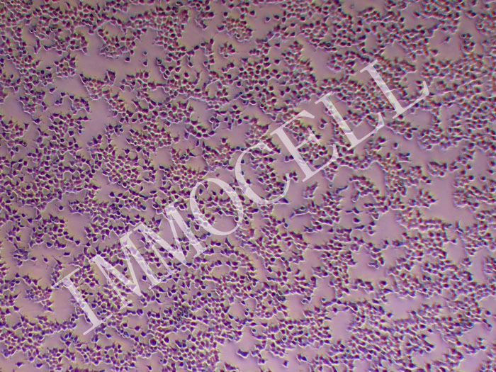 Plat-E逆转录病毒包装细胞系-逸漠细胞库