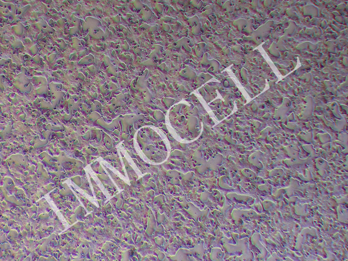 KPC小鼠胰腺癌细胞-逸漠细胞库