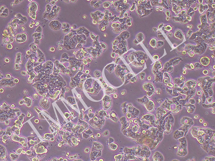 HT-29-MTX-E12人结肠癌细胞HT29甲氨蝶呤诱导分化成熟杯状细胞-逸漠细胞库
