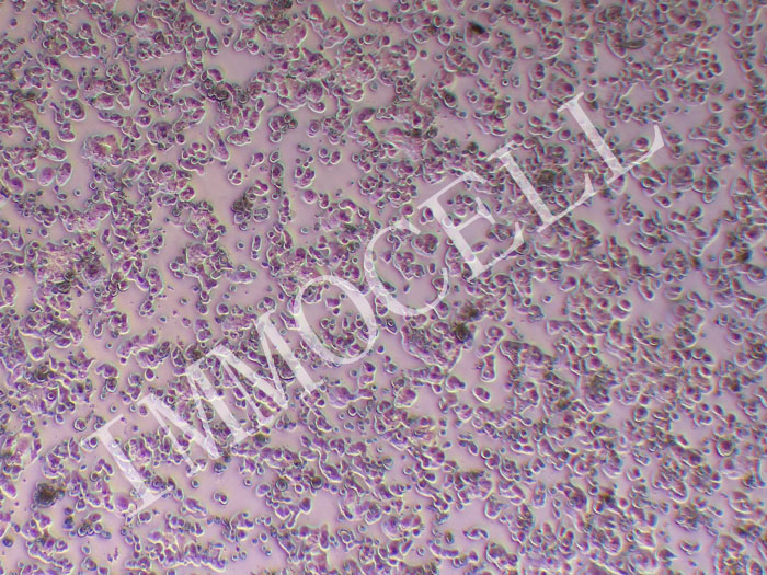 HT-29-MTX-E12人结肠癌细胞HT29甲氨蝶呤诱导分化成熟杯状细胞-逸漠细胞库