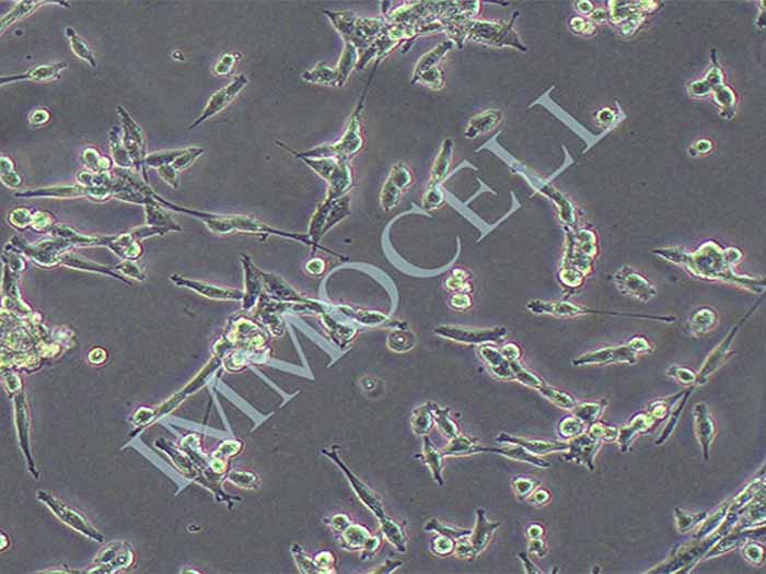 MC38-LUC（小鼠结肠癌细胞-荧光素酶标记）-逸漠细胞库